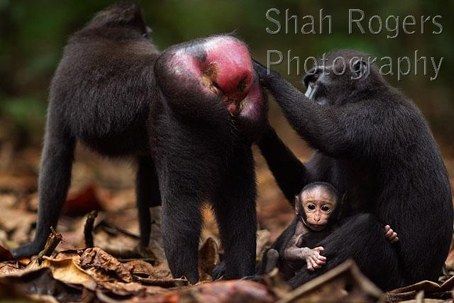 Crested Black Macaque Baby