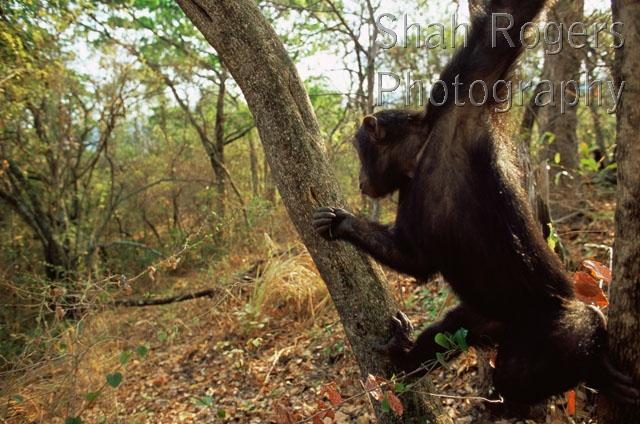 Chimpanzee using tool stick to fish out grubs from tree trunk (Pan ...
