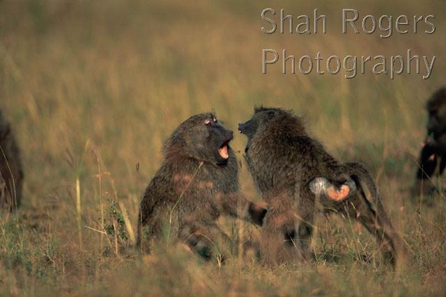 Male Olive baboons fighting (Papio anubis) Maasai Mara National Reserve ...
