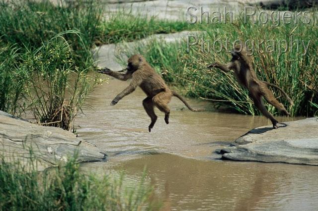 Two juvenile Olive baboons leaping across water (Papio anubis) Maasai ...