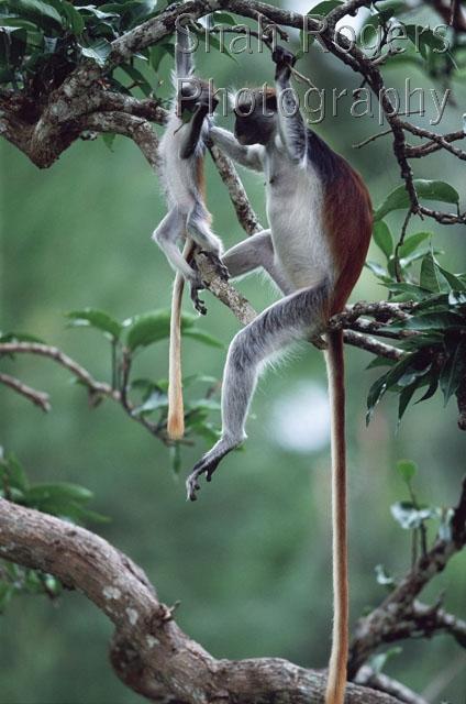 Zanzibar red colobus monkey (Procolobus badius kirkii or Piliocolobus ...