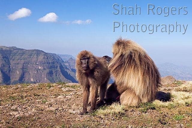 Gelada male grooming a female (Theropithecus gelada) Simien Mountains ...