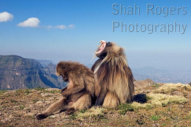 Gelada male yawning while female sits and grooms(Theropithecus gelada ...