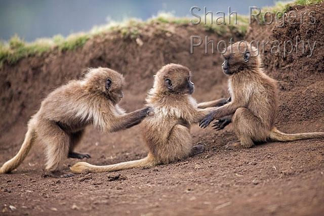 Gelada juveniles(Theropithecus gelada) play flighting. Simien Mountains ...