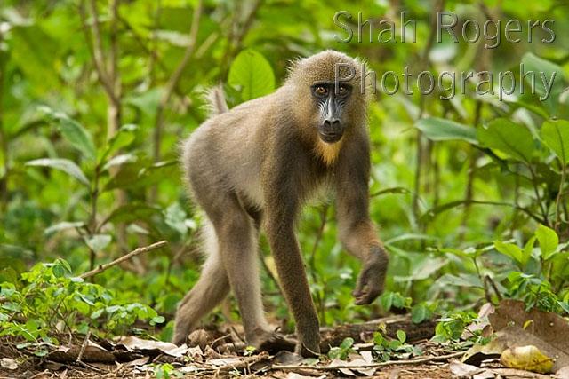 Juvenile Mandrill (Mandrillus sphinx) walking in gallery forest during ...
