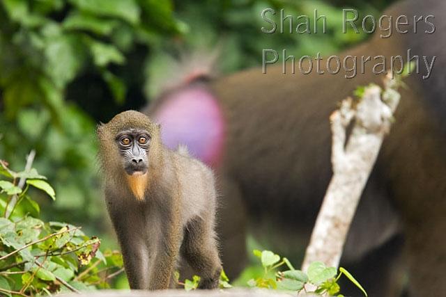 Juvenile Mandrill (Mandrillus sphinx) in gallery forest during dry ...