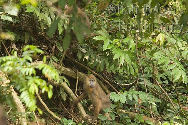 Juvenile Mandrill (Mandrillus sphinx) in gallery forest during dry ...