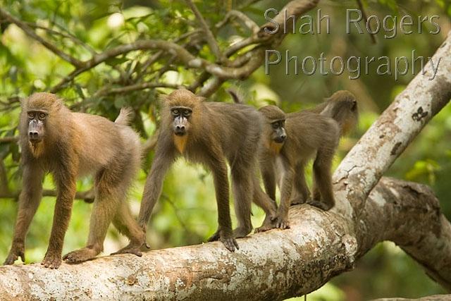 Mandrill horde (Mandrillus sphinx) walking along tree branch in gallery ...
