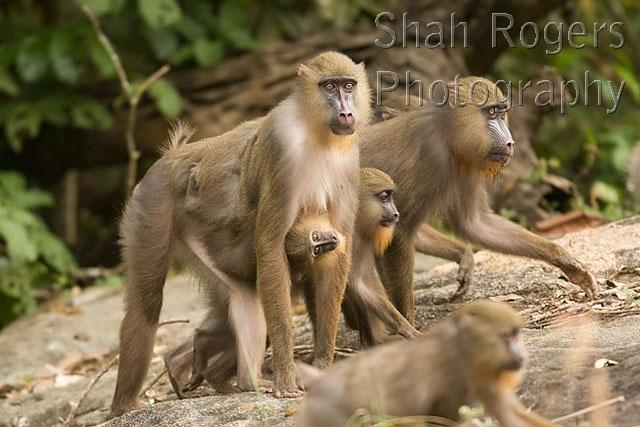 Mandrill horde (Mandrillus sphinx) walking through gallery forest ...