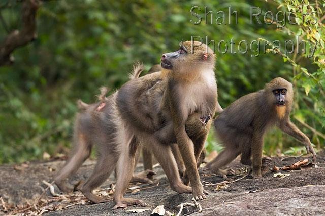Mandrill horde (Mandrillus sphinx) walking through gallery forest ...