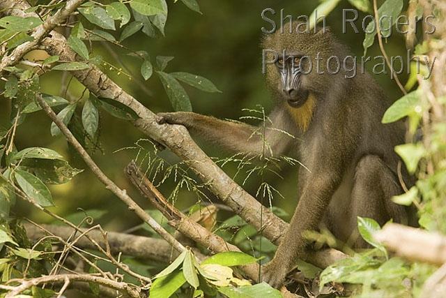 Juvenile Mandrill (Mandrillus sphinx) sitting in gallery forest. Lope ...