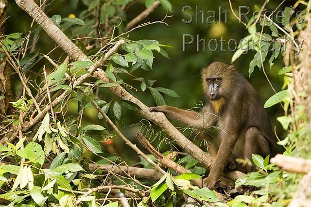 Juvenile Mandrill (Mandrillus sphinx) sitting in gallery forest. Lope ...