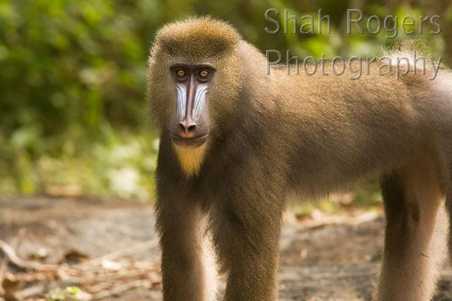 Juvenile Mandrill (Mandrillus sphinx) in gallery forest during dry ...