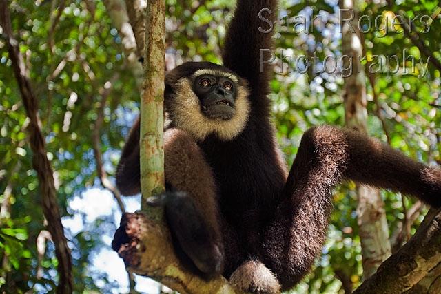 Agile gibbon sitting in a tree (Hylobates agilis). Camp Leakey, Tanjung ...