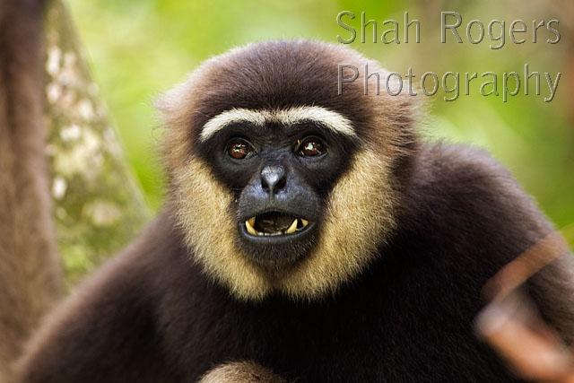 Agile gibbon portrait (Hylobates agilis). Camp Leakey, Tanjung Puting ...