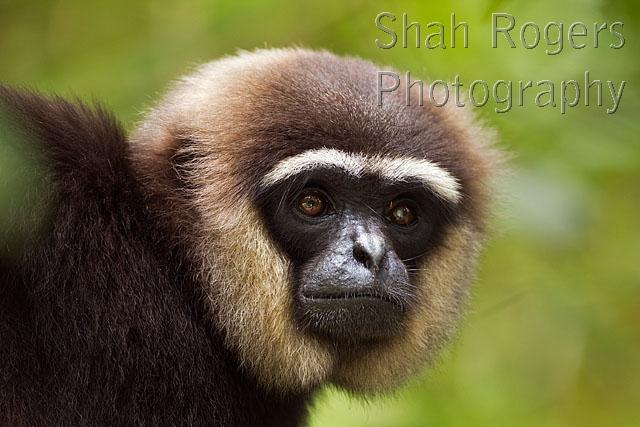 Agile gibbon portrait (Hylobates agilis). Camp Leakey, Tanjung Puting ...