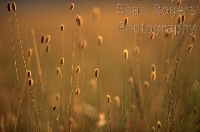 Flowering grass, Serengeti National Park, Tanzania