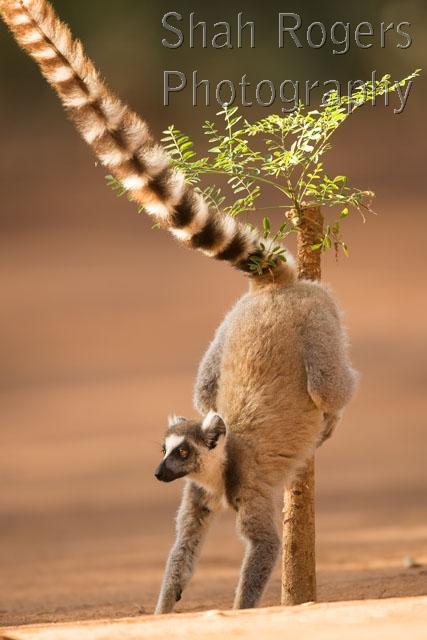 Ring_tailed Lemur male (Lemur catta) scent marking. Berenty Private ...