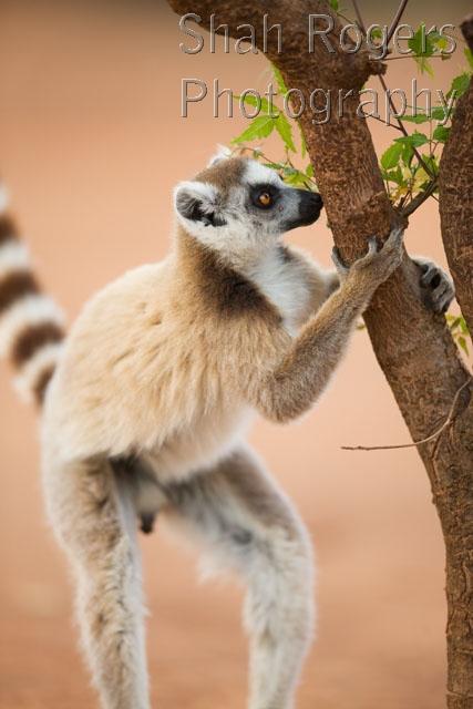 Ring_tailed Lemur male (Lemur catta) 'palmar_marking' using scent ...