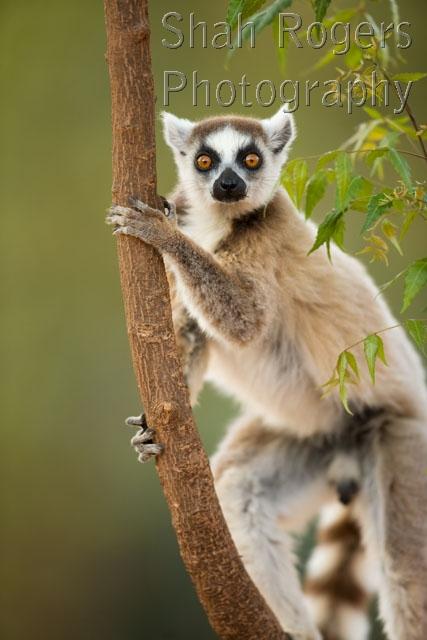 Ring_tailed Lemur male (Lemur catta) 'palmar_marking' using scent ...