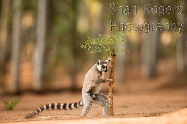 Ring_tailed Lemur male (Lemur catta) 'palmar_marking' using scent ...