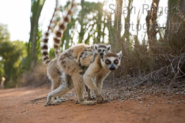Ring_tailed Lemur (Lemur catta) troop on the move. Wide angle ...