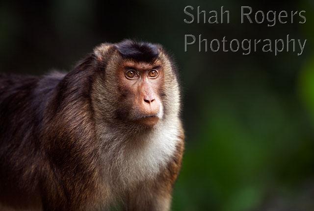 Southern or Sunda Pig_tailed macaque female portrait (Macaca nemestrina ...