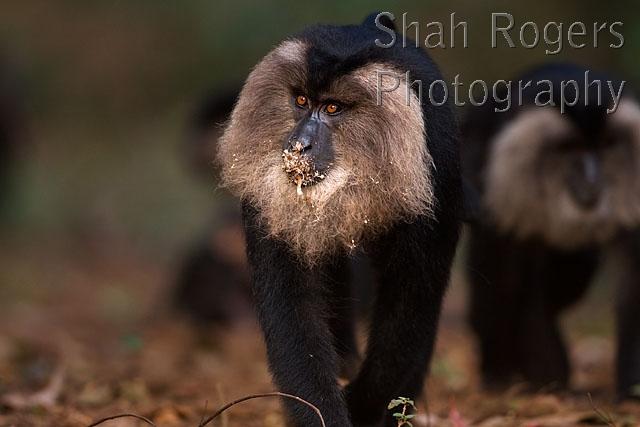 Lion_tailed macaques walking (Macaca silenus). Anamalai Tiger Reserve ...