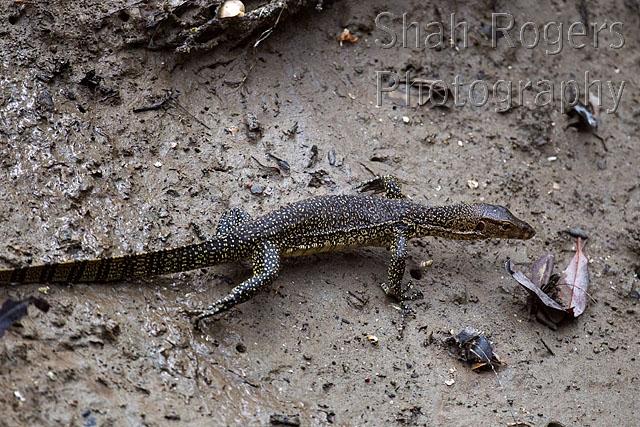 Water monitor lizard juvenile (Varanus salvator). Bako National Park ...