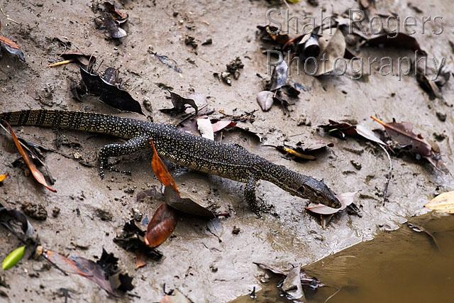 Water monitor lizard juvenile (Varanus salvator). Bako National Park ...