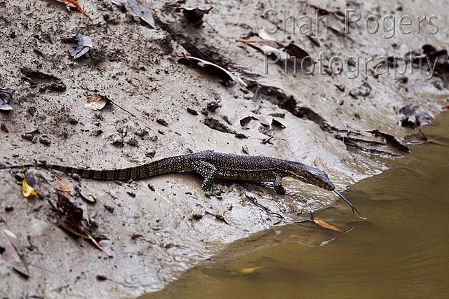 Water monitor lizard juvenile (Varanus salvator). Bako National Park ...
