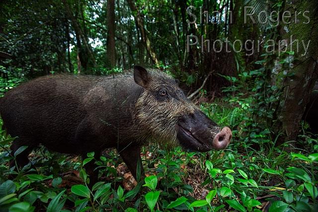 Bearded pig in rainforest habitat _ wide angle perspective (Sus ...