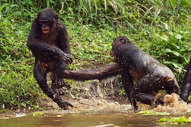 Bonobos play fighting in water (Pan paniscus). Lola Ya Bonobo Santuary ...