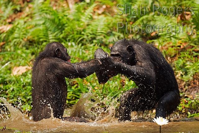 Bonobos play fighting in water (Pan paniscus). Lola Ya Bonobo Santuary ...