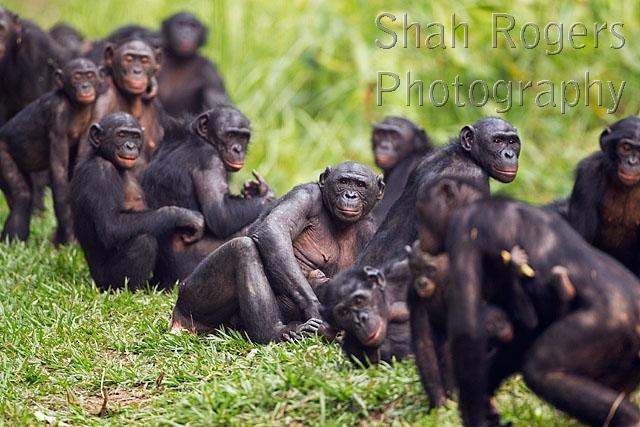 Bonobo group relaxing (Pan paniscus). Lola Ya Bonobo Santuary ...