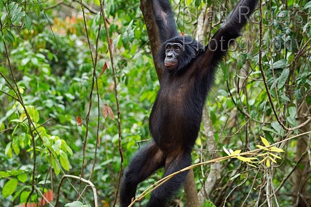 Bonobo adolescent male hanging from a branch (Pan paniscus). Lola Ya ...