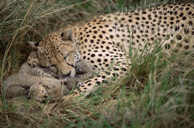 Female Cheetah rests with newborn cubs in lair in long grass (Acinonyx ...