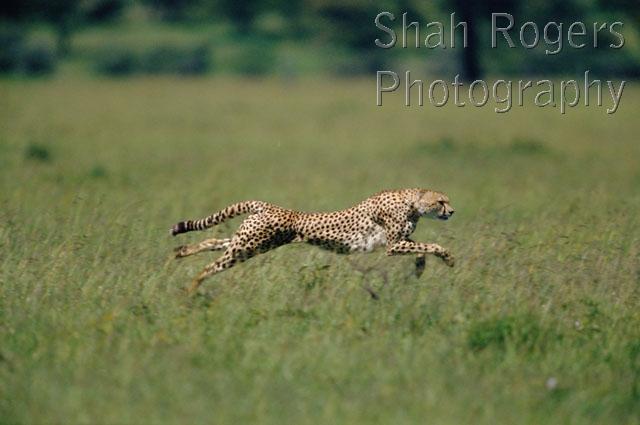 Cheetah Running Profile