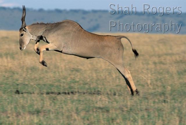 Eland leaping profile (Taurotragus oryx) Maasai Mara National Reserve ...