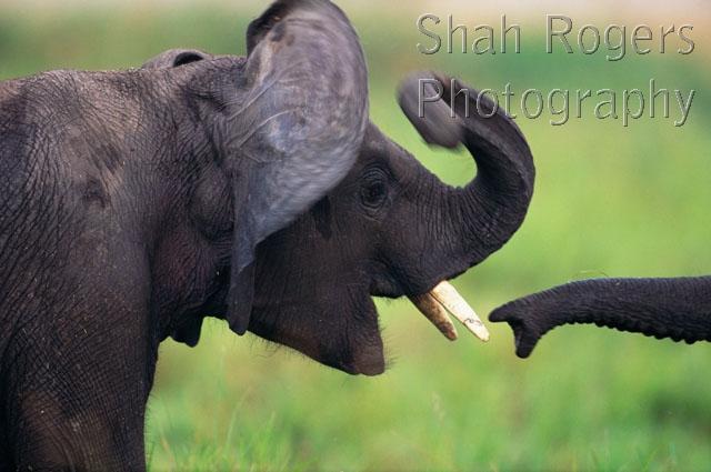 Two African elephant juveniles at play flapping ears and waving trunk ...