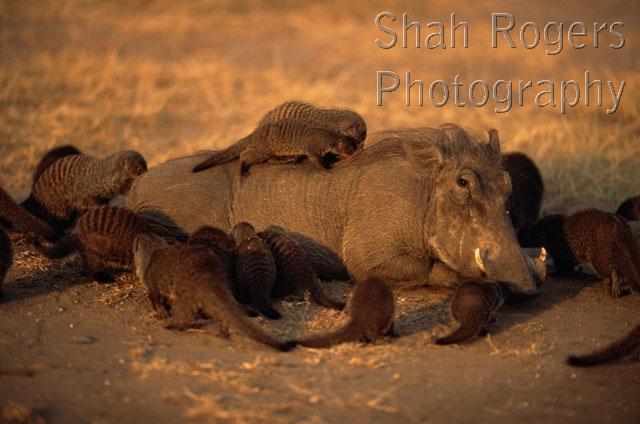 Banded mongoose (Mungos mungo) foraging for parasites on skin of ...