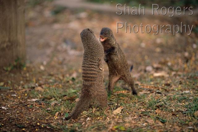 Banded mongooses fighting (Mungos mungo). Queen Elizabeth National Park ...