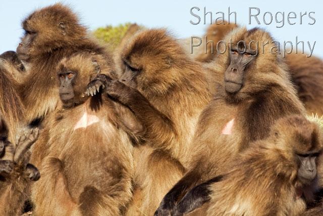 Gelada family(Theropithecus gelada) grooming in the early morning sun ...