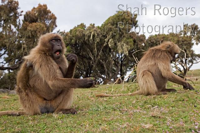 Gelada females(Theropithecus gelada) feeding on grass. Simien Mountains ...
