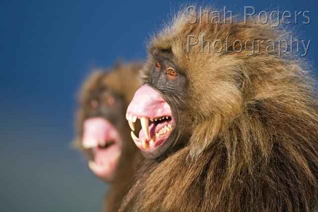 Gelada Babuino Lip Flip LIP FLIP / Gelada Male Doing The Unique