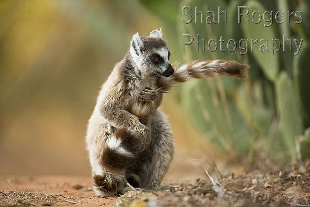 Ring_tailed Lemur male (Lemur catta) wrist_marking the tail, lip flared ...