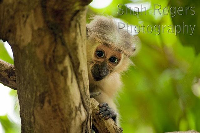 Tana mangabey baby aged 4_6 months peering around a branch of a tree ...