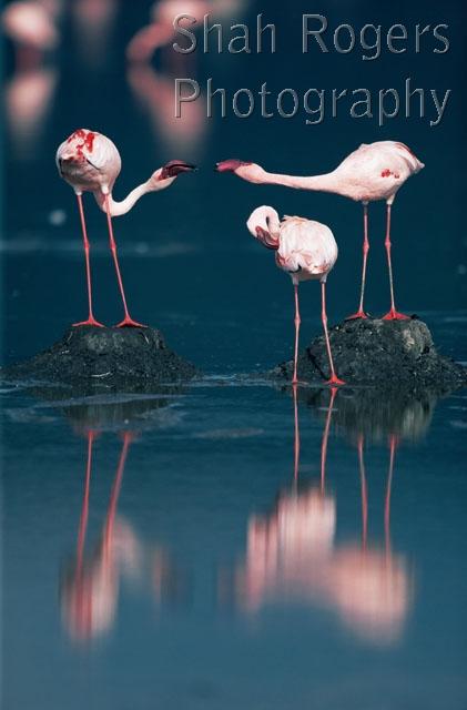 Lesser flamingo (Phoeniconaias minor) nesting neighbours bickering ...