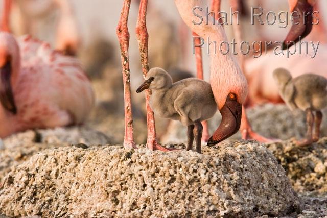 Lesser flamingo tending to chick on nest (Phoeniconaias minor) Lake ...