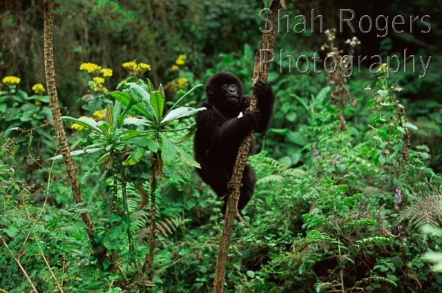 Juvenile Mountain gorilla climbing up tree trunk (Gorilla gorilla ...